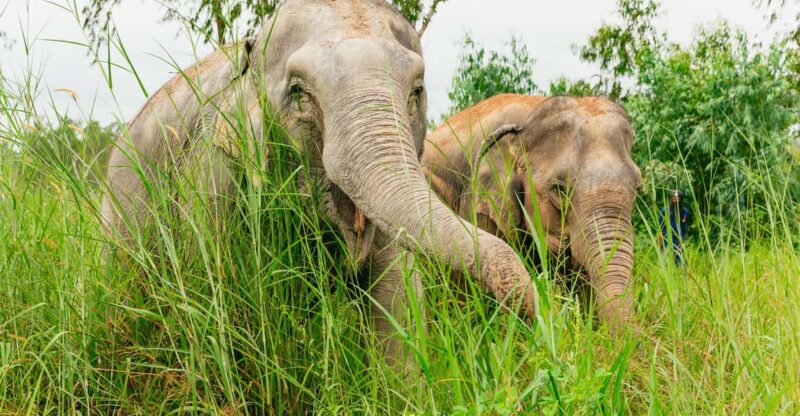 From Bangkok: Pattaya Ethical Elephant Sanctuary Day Trip - About the Sanctuary and Ethical Focus