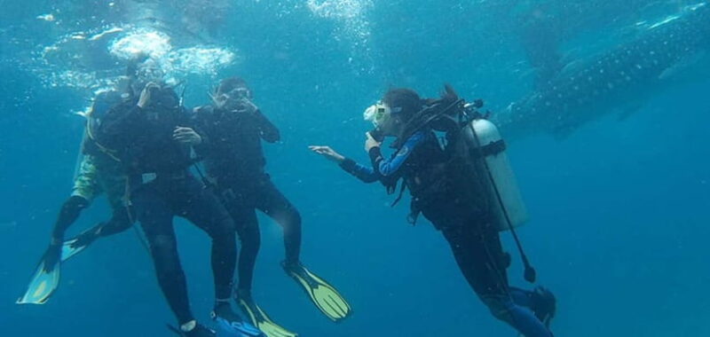 From Cebu City: Scuba Diving with Whale Sharks Trip in Oslob - The Sum Up