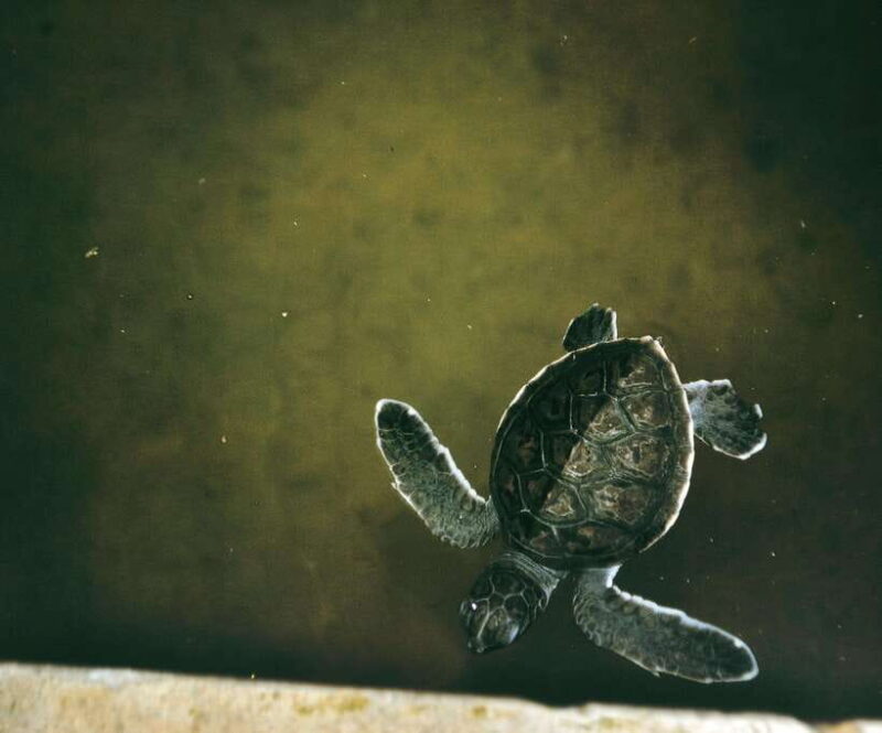 From Colombo: 2-Day Southern Coast Wildlife & Heritage Tour - Authentic Experiences and Practical Tips