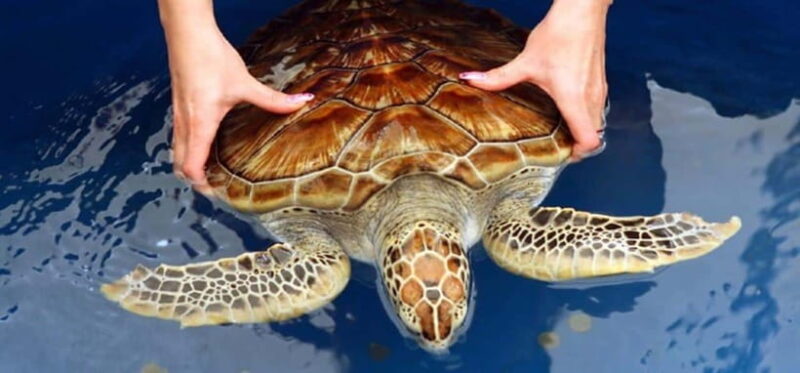 From Colombo/Negombo: Galle, Madu River, and Turtle Hatchery - Kosgoda Turtle Hatchery: Conservation and Cute Reptiles