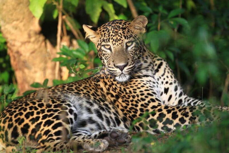 From Colombo/Negombo: Wilpattu National Park 4x4 Safari Tour - The Practical Side: Transportation, Timing, and What to Bring