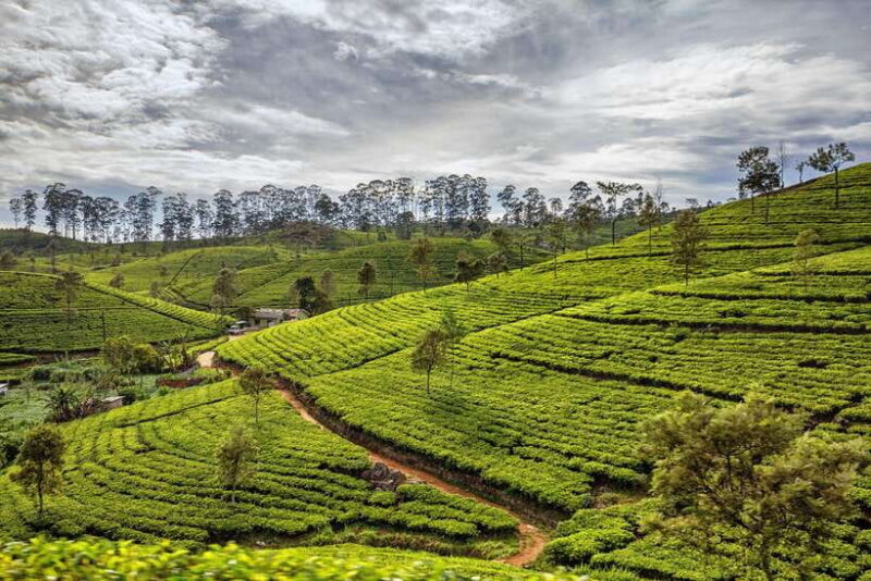 From Colombo: Sri Lanka Heritage 5-day Private Tour - Who Should Consider This Tour?