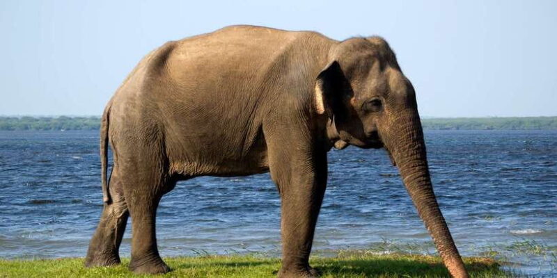 From Colombo: Udawalawa Safari & Elephant Transit Home Tour - The Practicalities: Pricing, Duration, and Tips