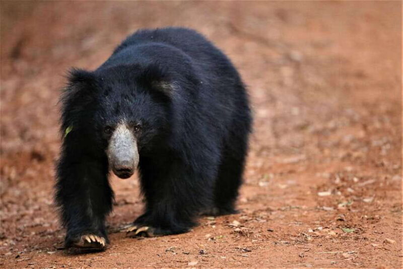 From Colombo: Yala and Ella 2-Day Tour with Jeep Safari - What’s Included and What’s Not