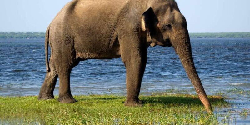 From Colombo: Yala National Park 4x4 Safari with Transfers - The Experience Through the Lens of Reviews