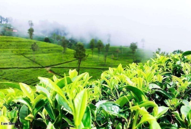 From Ella: 2-Day Tour to Nuwara Eliya and Kandy with Drop - Who This Tour Is Best For