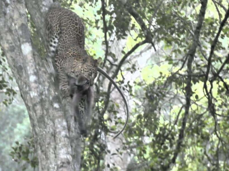 From Ella: Shuttle to Tangalle/Mirisa/Galle with Yala safari - Who Will Love This Tour?