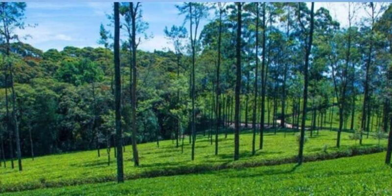 From Ella: Tuk-Tuk Tea Adventure: Lipton's Seat Excursion! - The Dambethenna Tea Factory: From Pluck to Cup