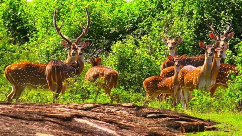 From: Ella - Udawalawe Safari - Hiriketiya - Who Will Love This Tour?