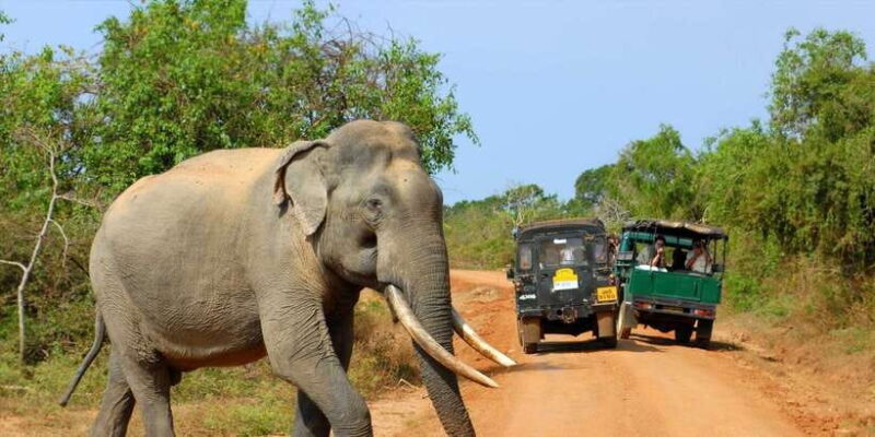 From Ella: Yala National Park Jeep Safari Tour - The Safari Itinerary: A Closer Look
