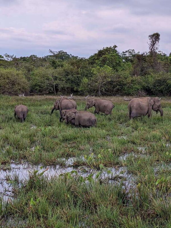 From Galle/ Mirissa/ Tangalle : Udawalawa Safari & Drop Ella - Detailed Day-by-Day Breakdown