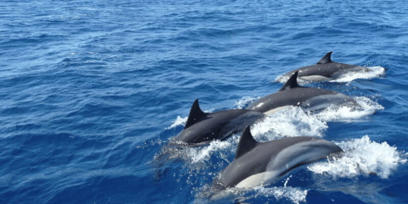 From Galle : Whale and Dolphin Watching Tour in Mirissa - The Value of the Experience