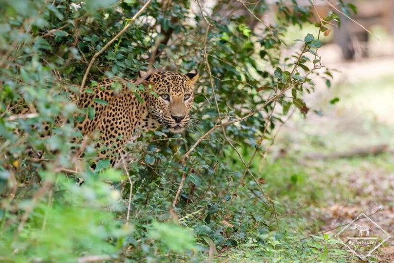 From Hambantota Port: Yala National Park Private Safari - The Wildlife and Ecosystem Experience
