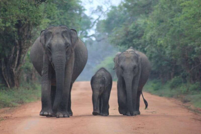 From: Hikkaduwa/ Galle/ Unawatuna/ Talpe - YALA Safari - The Vehicles and Guides — What They Mean for You