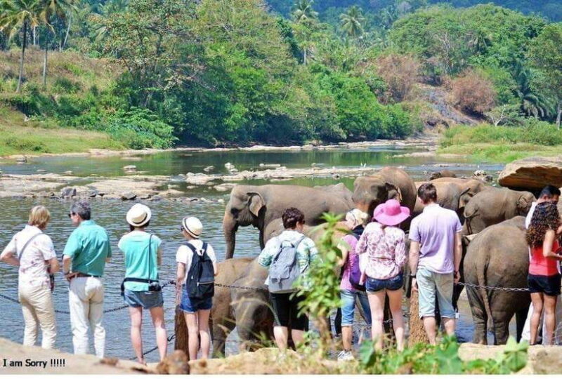 From Kandy: All Inclusive Kandy, Pinnawala & Tea Plantation - The Itinerary Breakdown: What to Expect