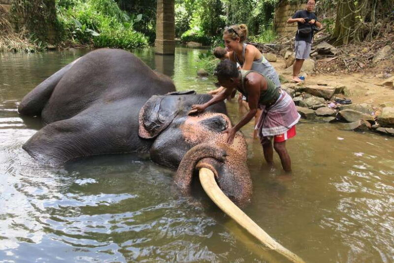 From Kandy To Pinnawala Private Day Tour via Ambuluwawa - Who Will Love This Tour?