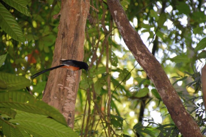 From Krabi: Cheow Lan Lake Cruise and Khao Sok Jungle Hike - Practical Tips for Participants