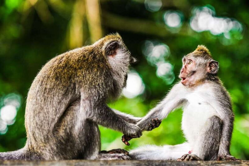 From Kuala Lumpur: Full-Day Taman Negara National Park - Summary