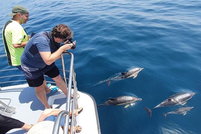 From Lagos: Dolphin Watching Cruise on a Catamaran - Final Thoughts