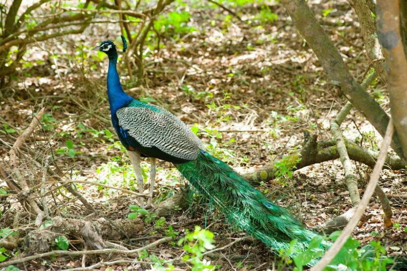 From Mirissa: Yala Day Trip with Free Entrance and Food - Who Will Love This Tour?