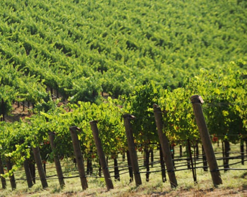 From San Francisco: St. Helena Wine Tour with Tastings - Who Will Love This Tour?