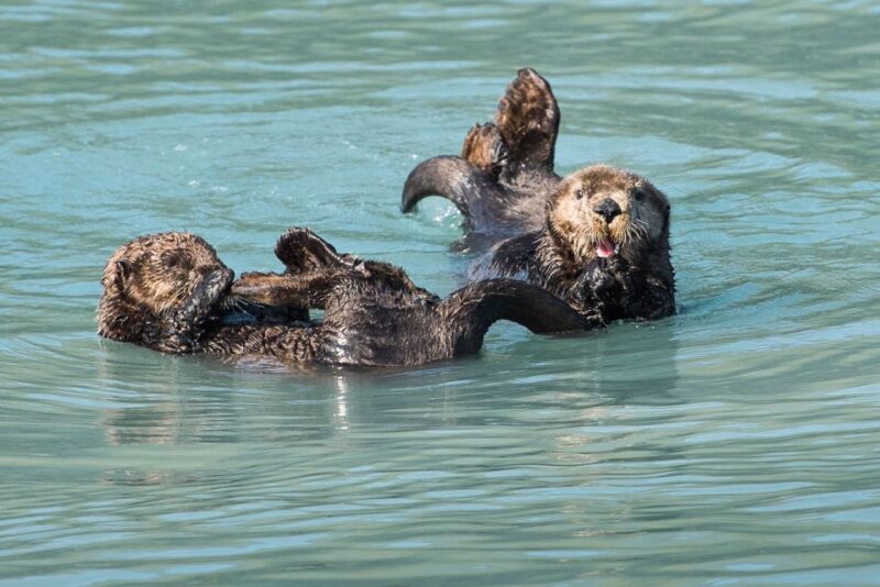 From Seward: Half-Day Resurrection Bay Wildlife Cruise Tour - Final Thoughts