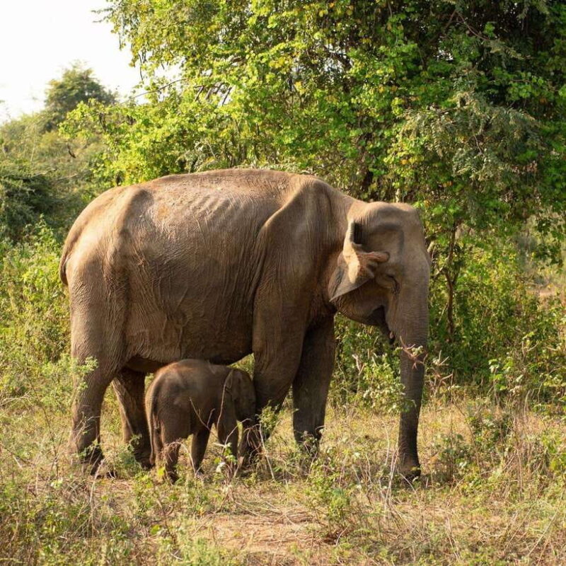 From Sigiriya : Hurulu Eco Park Safari : All Inclusive - Value for Money