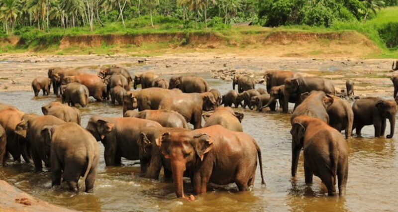 From Sigiriya: Kandy Trip with Elephant Orphanage Pinnawala - FAQs