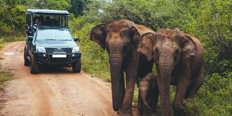 From Tangalle/Hiriketiya: Ella Transfer & Udawalawe Safari - The Transition from Safari to Ella