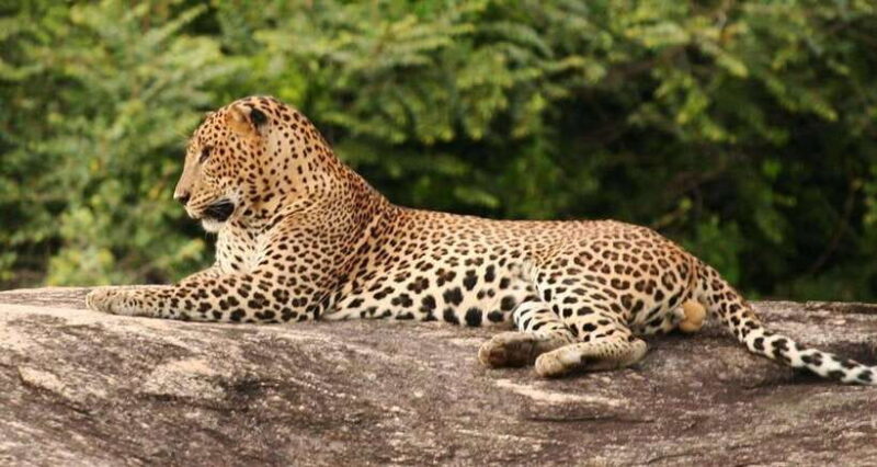 Full Day Leopard Safari at Yala and Traditional Curd Tasting - Detailed Analysis of the Experience