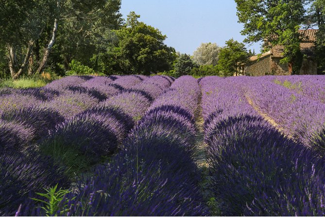 Full Day Ocean of Lavender in Valensole from Avignon - Authentic Experiences and Real Traveler Feedback