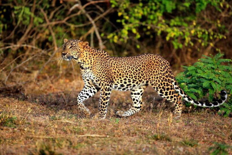 Galle: All Inclusive Morning Leopard Safari in Yala -Private - The Practicalities