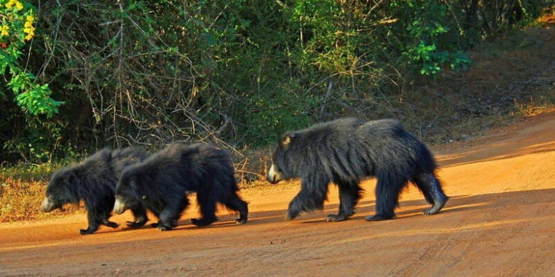 Galle/Hikkaduwa/Bentota/Kosgoda: Yala National Park Safari - Final Thoughts: Is This Safari Worth It?