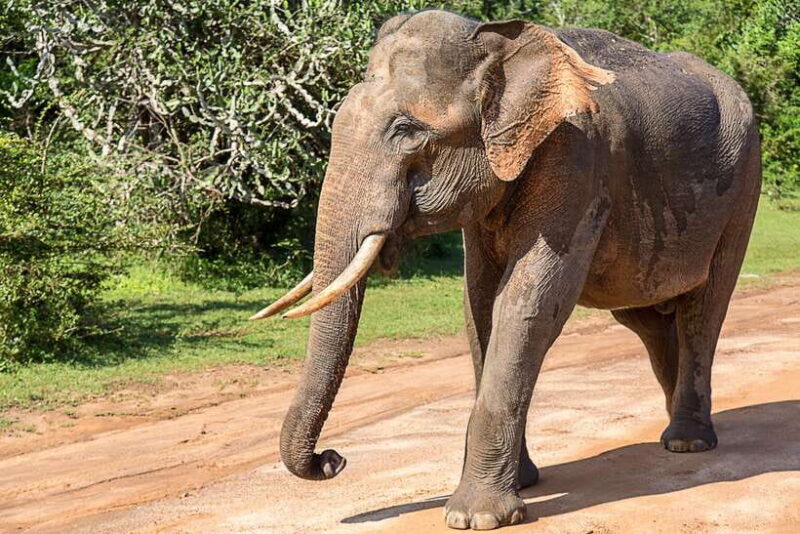 Galle/Mirissa/Tangalle: Transfer to Ella & Yala Safari - What Could Be Improved?