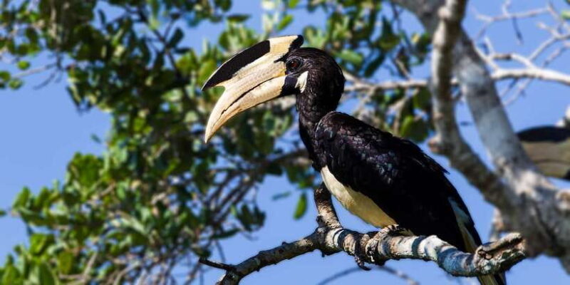 Galle/Mirissa: Yala & Udawalawe Safari Day Trip with Picnic - Transportation and Comfort