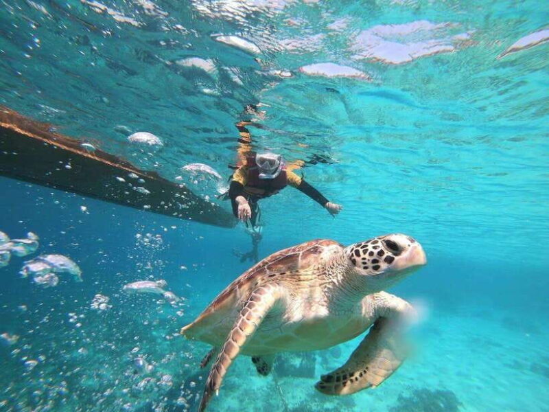 Gili Islands: Private or Shared Snorkeling Boat Trip - The Sum Up
