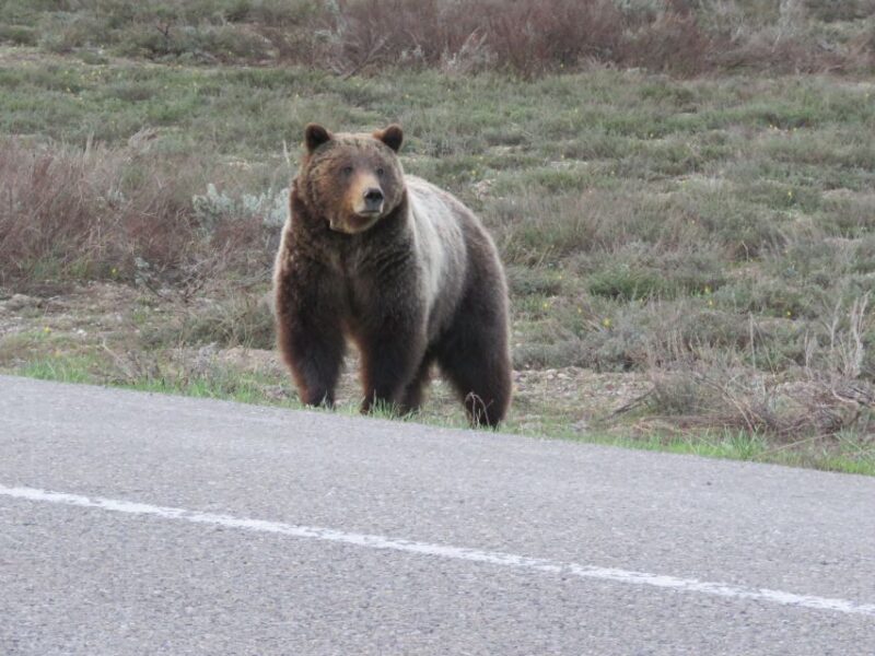 Grand Teton National Park: Full-Day Tour with Boat Ride - Transportation and Group Size