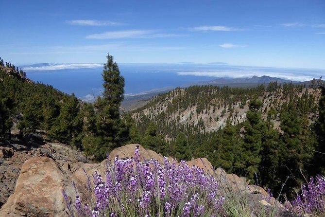 Guided Hike - The Tajinaste Trail - The Sum Up