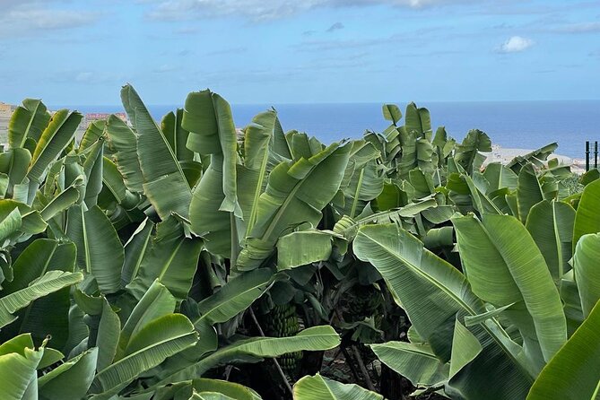 Guided tour of the Banana World - Why Visit Banana World?