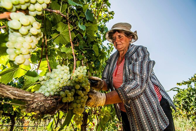 Guided Visit to the Vineyard with Wine Tasting - The Sum Up