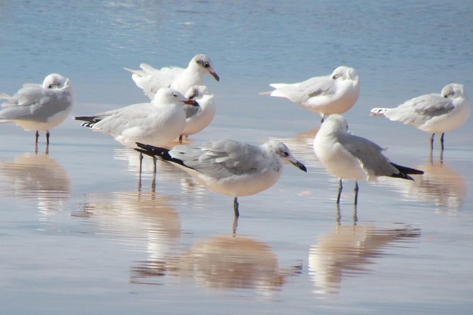 Half-day birdwatching around Tavira - The Sum Up: The Value of a Birdwatching Tour Near Tavira