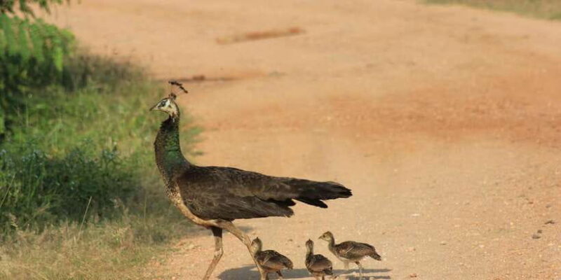 Hambantota Port Cruise: YALA Wildlife Safari (6 hours) - Authentic and Responsible Tourism