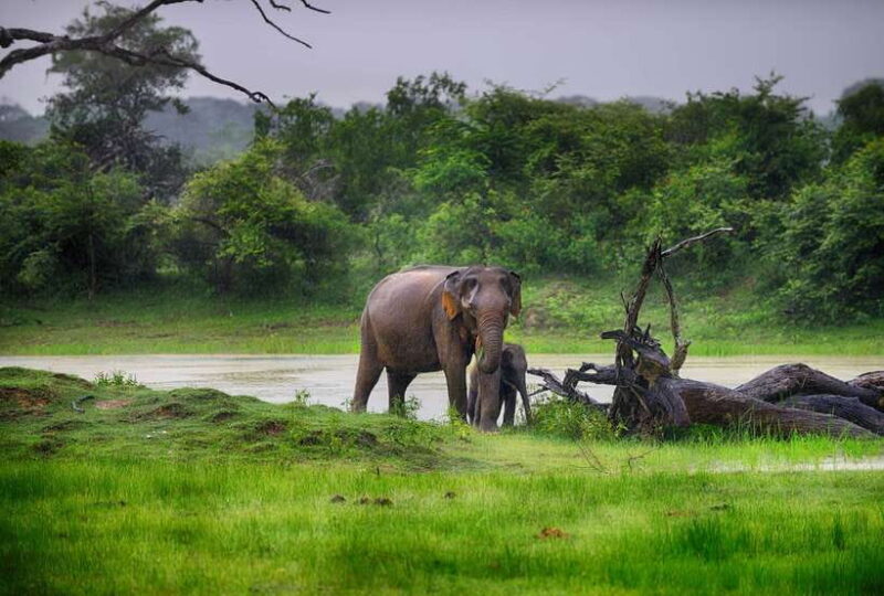 Hambantota Port: Udawalawe Safari Tour & Transit Home Visit - FAQs