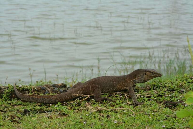 Hambantota Shore Excursion: Village and Cultural tour - Final Thoughts on the Hambantota Village and Cultural Tour