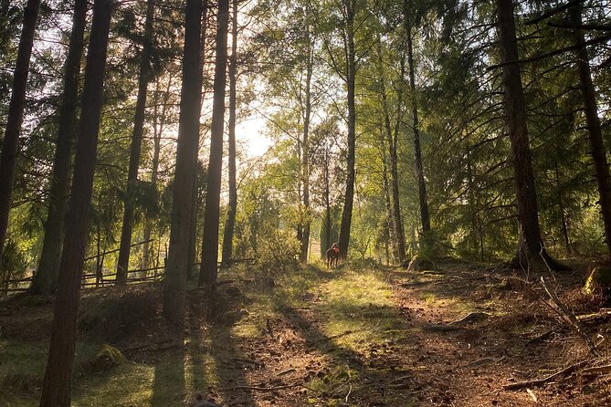 Hike with Wild Forage Surviving Tips and Local Lunch at the Lake - Who Will Love This Experience?