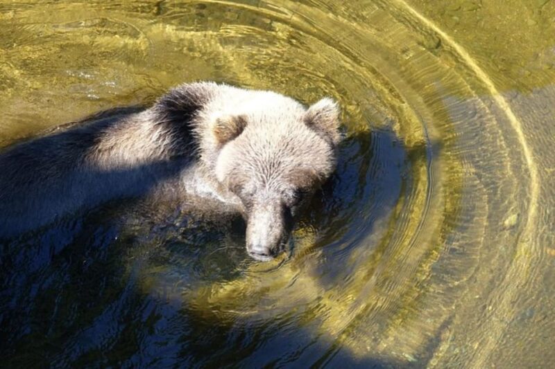Hoonah: Chichagof Island Brown Bear Search - What You Can Expect During the Tour