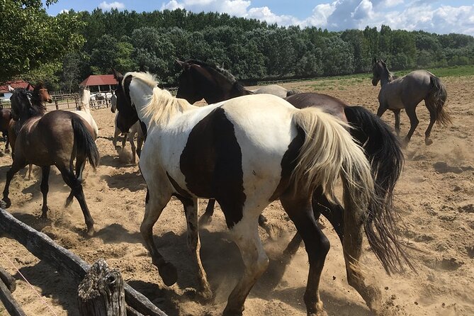 Horseshow on the Hungarian Puszta, private tour from Budapest with entry! - FAQs