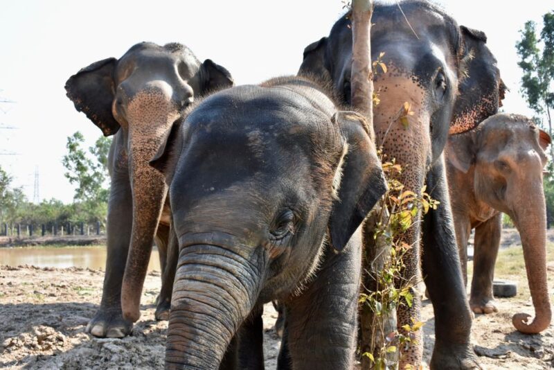 Hua Hin: Wildlife Friends Foundation Thailand Full-Day Visit - Analyzing the Value