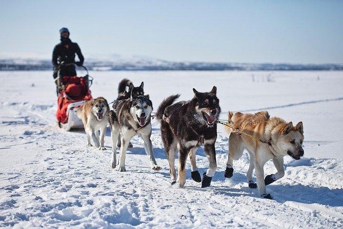 Husky Ride Private Tour from Krakow - The Sum Up