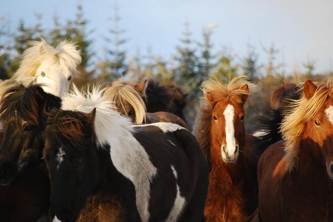 Icelandic Horseback Riding Tour from Reykjavik - Why the Horses Make a Difference